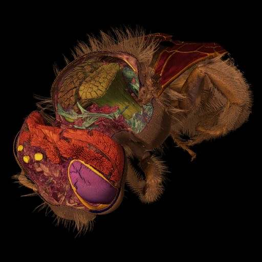 Insects exhibition – Interspectral